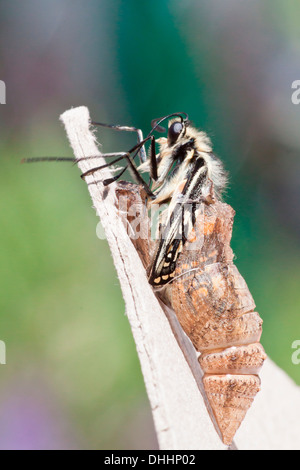 Old World Swallowtail, Germany / (Papilio machaon Stock Photo - Alamy