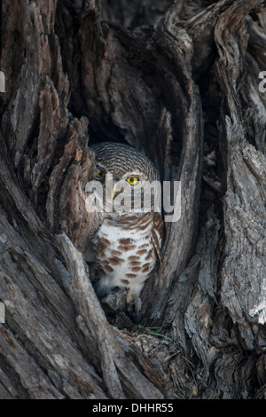 African Barred Owlet (Glaucidium capense) at night, Botswana, 2015 ...