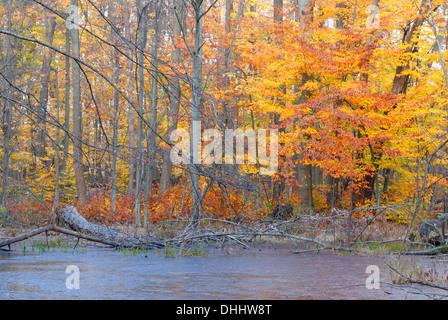 Winter foliage of an American beech tree. Yates Mill County Park ...