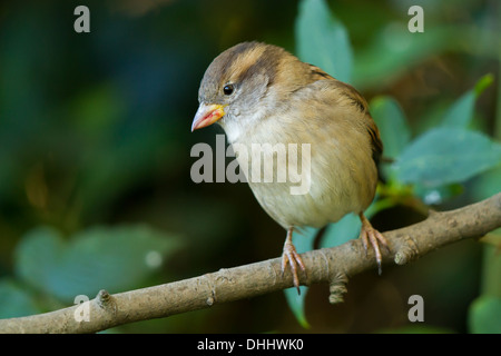 Female House Sparrow (Passer domesticus) feeding a fledgling beneath ...