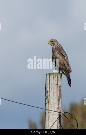 Buzzard (Buteo buteo) resting on a post at the British wildlife centre ...