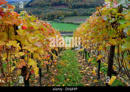 Grapevines in Autumn Stock Photo - Alamy