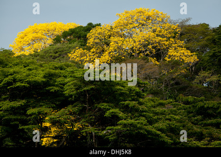 Flowering yellow Gold Trees in Soberania National Park, Republic of ...