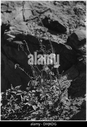 Parts of plant, Morphology of plant with green leaves, fruits, flowers ...