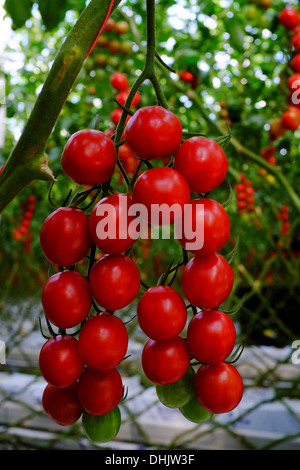 tomatoes grown in a greenhouse Stock Photo - Alamy