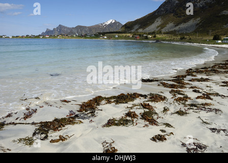 Norway, Lofoten, Flakstadøya, Ramberg Strand, dune grass Stock Photo ...