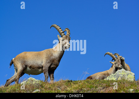 Ibex, Range of Mont Blanc, France Stock Photo - Alamy