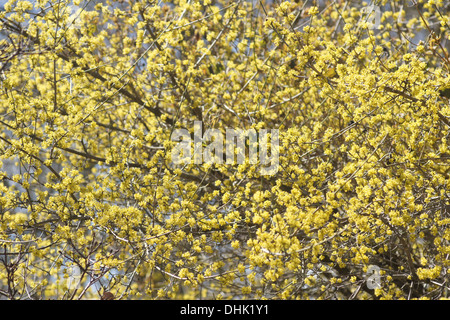The cornel fruit Stock Photo - Alamy