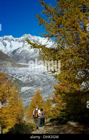 Aletsch Forest and the Aletsch Glacier, UNESCO World Heritage Site ...
