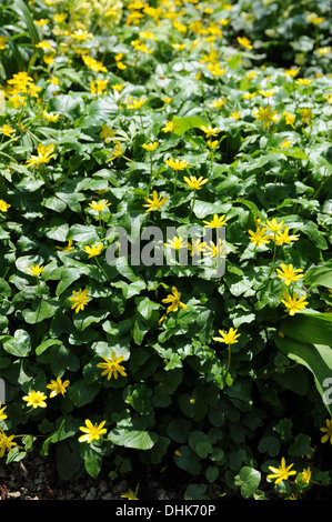Lesser Celandine in flower Stock Photo - Alamy