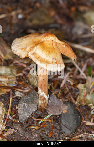 Butter cap mushroom (Collybia butyracea Stock Photo - Alamy