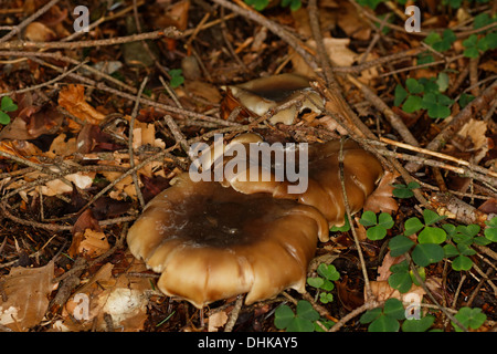 Weeping milk cap or Voluminous-latex milky (Lactarius volemus ...