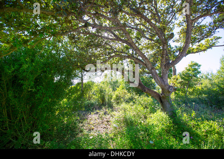 Menorca oak tree forest in northern coast near Cala Pilar at Balearic ...