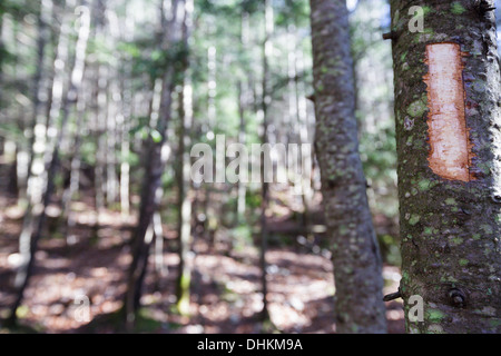 Trail marker / blaze carved into softwood tree Stock Photo - Alamy