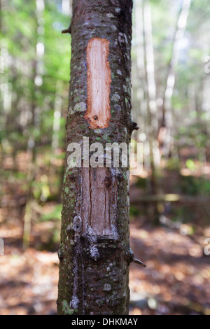 Trail marker / blaze carved into softwood tree Stock Photo - Alamy