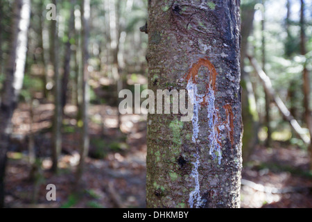 Trail marker / blaze carved into softwood tree Stock Photo - Alamy