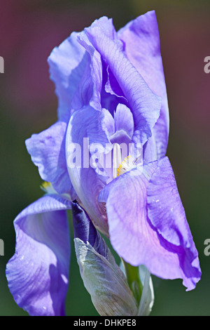 snap dragon flower Stock Photo - Alamy
