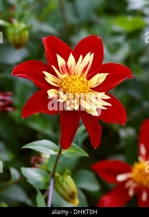 Red and Yellow Dahlia 'Collarette Dandy', Asteraceae. Current Hoverfly ...