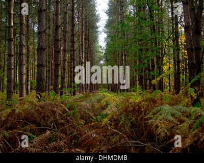 Pine trees in rows Sandringham forest Norfolk England Stock Photo - Alamy