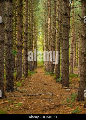 Trees in Sandringham Forest Stock Photo - Alamy