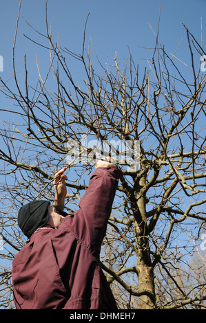 Malus domestica, Apfelbaum, appletree, Schnitt, pruning Stock Photo - Alamy