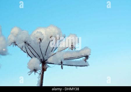Winter scene .Frozenned flower Stock Photo - Alamy