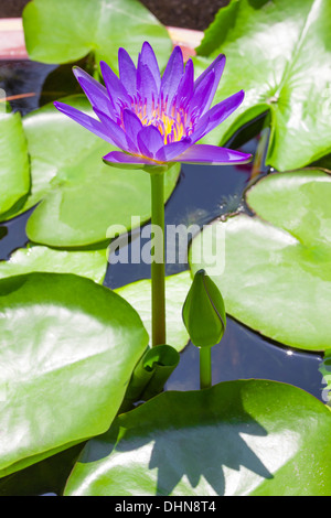 Lotus in the basin beautiful Stock Photo - Alamy