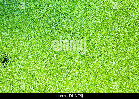 Duckweed floating on a pond surface Stock Photo - Alamy
