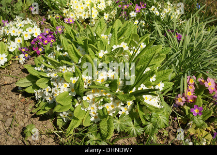 common primrose flower Stock Photo - Alamy