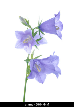branch blue hand bell on a white background, isolated Stock Photo - Alamy