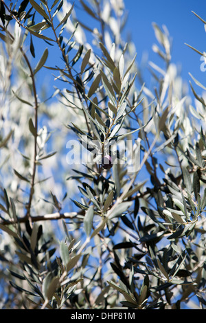 Olive tree, olive tree Stock Photo - Alamy