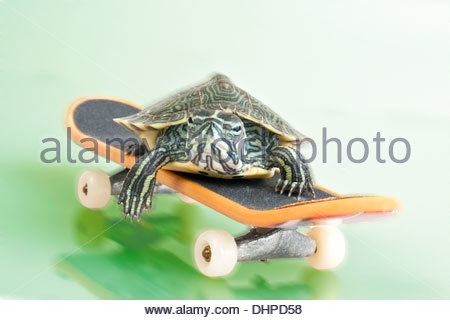 Turtle on skateboard Stock Photo: 54251785 - Alamy