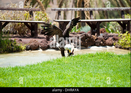 American bald eagle pouncing on target in water Stock Photo - Alamy