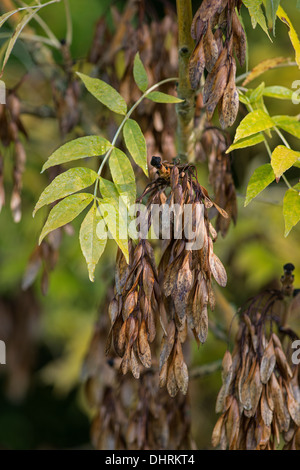 Ash tree seeds (keys) and leaves in spring, UK (Fraxinus excelsior ...