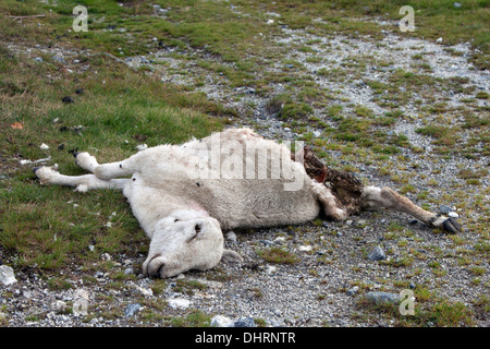 Dead sheep at side of moorland road Stock Photo - Alamy