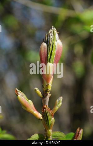 Leaf buds of Norway Maple, Acer platanoides, photographed in April ...