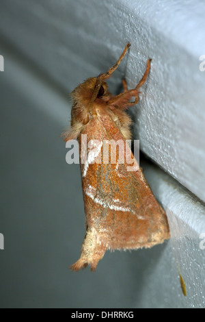 Swift Moths (Hepialidae) Insecta Stock Photo - Alamy