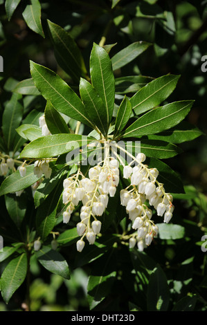 Pieris japonica or andromeda or fetterbush Ericaceae family plant ...
