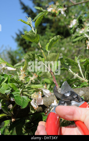 Apple tree branches in flowers. Spring background Stock Photo - Alamy