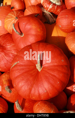 Pumpkins "Onion", Cucurbita pepo, Cucurbitaceae. Aka Squash, Winter ...