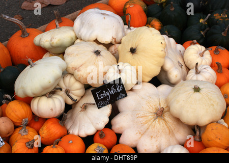 Pumpkins "Munchkin", Cucurbita pepo, Cucurbitaceae. Aka Squash, Winter ...