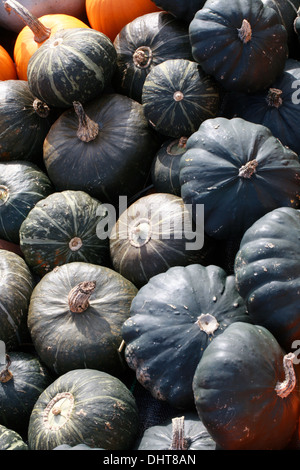Pumpkin Squash "Green Kabocha", Cucurbita pepo, Cucurbitaceae. Aka ...
