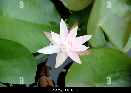 The Pink Lotus in the Green Lotus leaves in summer Stock Photo - Alamy