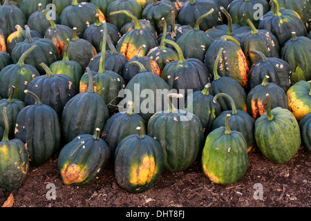 Pumpkins "Table Ace", Cucurbita pepo, Cucurbitaceae. Aka Squash, Winter ...