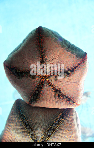 Starfish in aquarium on blue background Stock Photo - Alamy