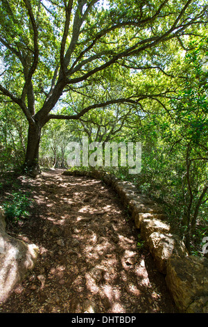 mediterranean forest in Menorca with oak trees in Cala Galdana of ...