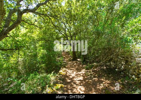 mediterranean forest in Menorca with oak trees in Cala Galdana of ...