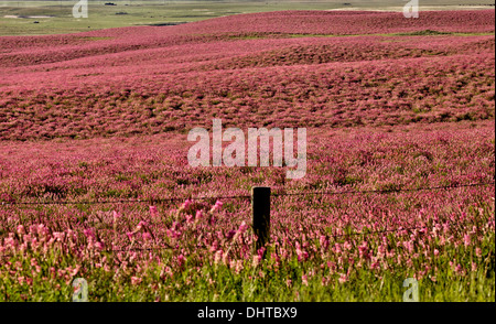 Pink flower alfalfa crop in Saskatchewan Canada Stock Photo - Alamy