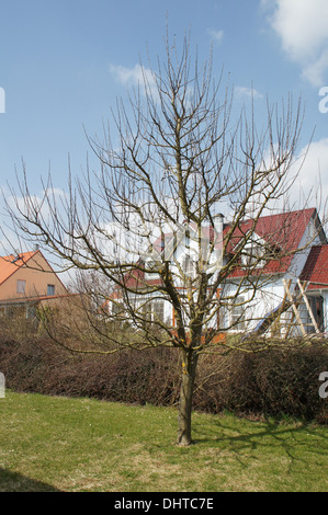 Malus domestica, Apfelbaum, appletree, Schnitt, pruning Stock Photo - Alamy