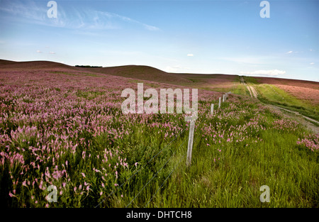 Pink flower alfalfa crop in Saskatchewan Canada Stock Photo - Alamy